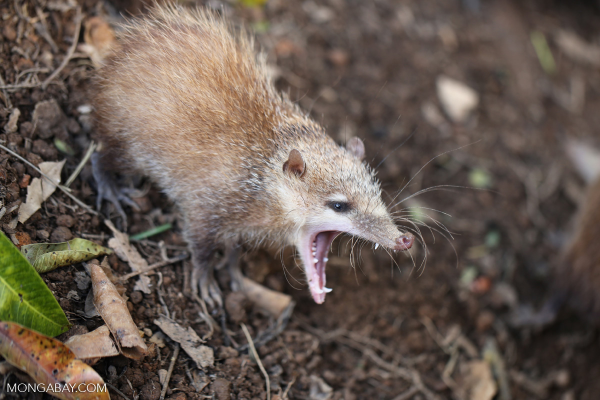 Common tenrec (Tenrec ecaudatus) bearing its teeth