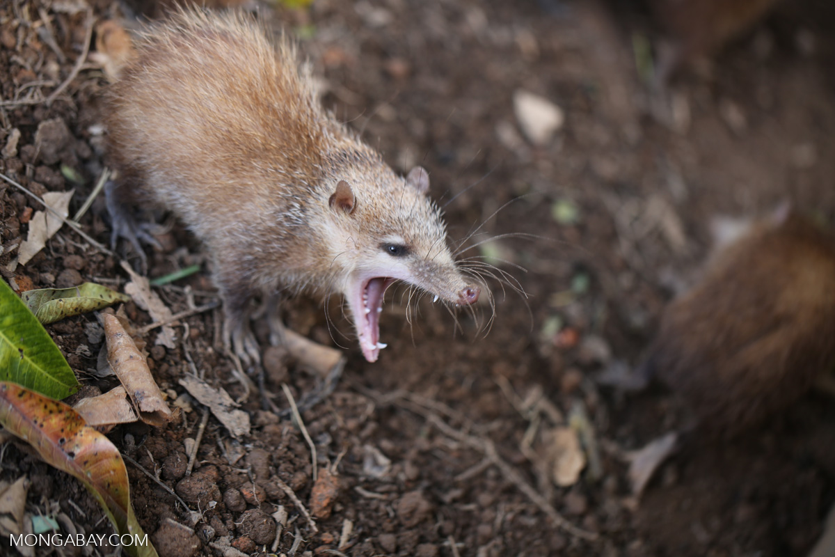 Common tenrec (Tenrec ecaudatus) bearing its fangs