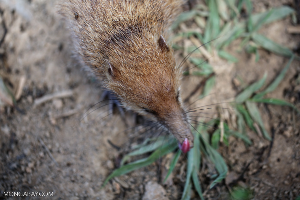Common tenrec showing its teeth