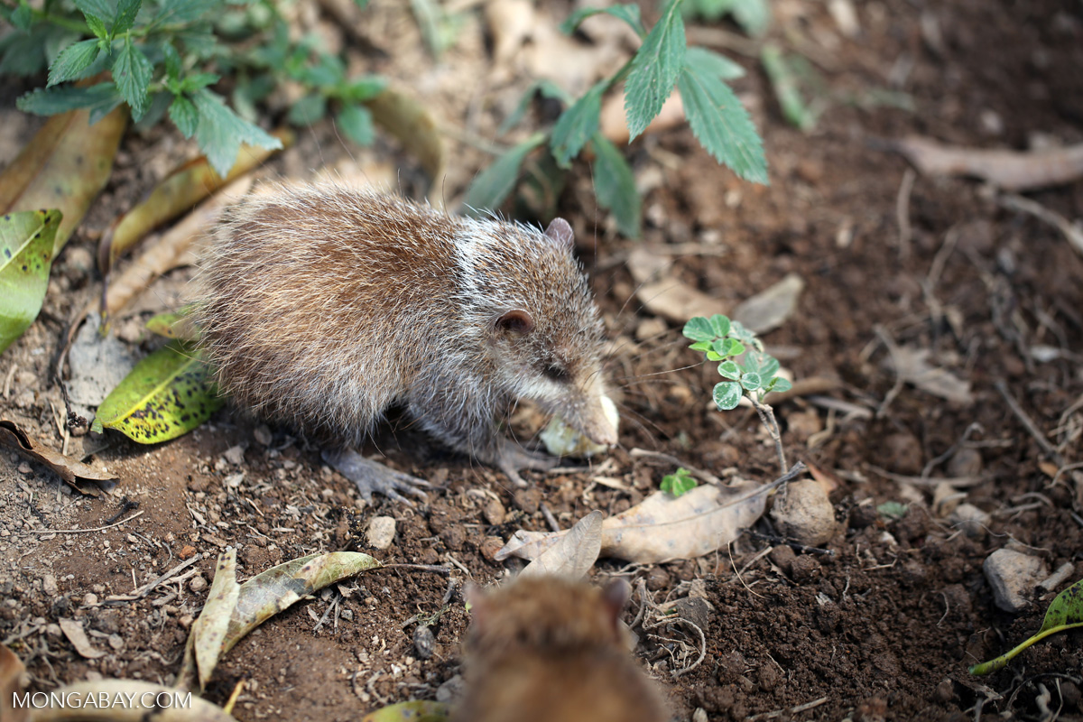 Common tenrec (Tenrec ecaudatus) [madagascar_perinet_0672]