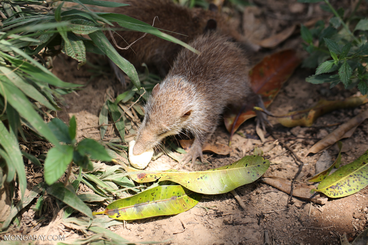 Common tenrec (Tenrec ecaudatus) [madagascar_perinet_0674]