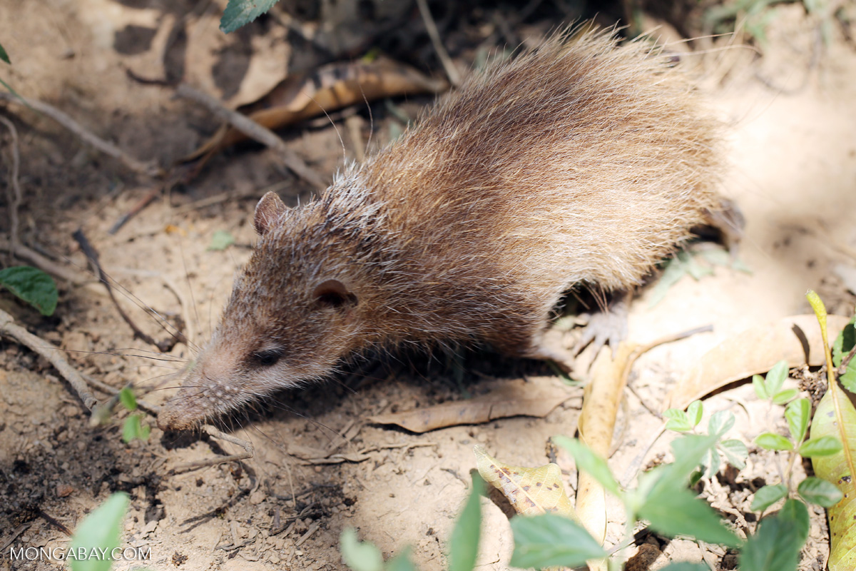 Common tenrec (Tenrec ecaudatus) [madagascar_perinet_0675]