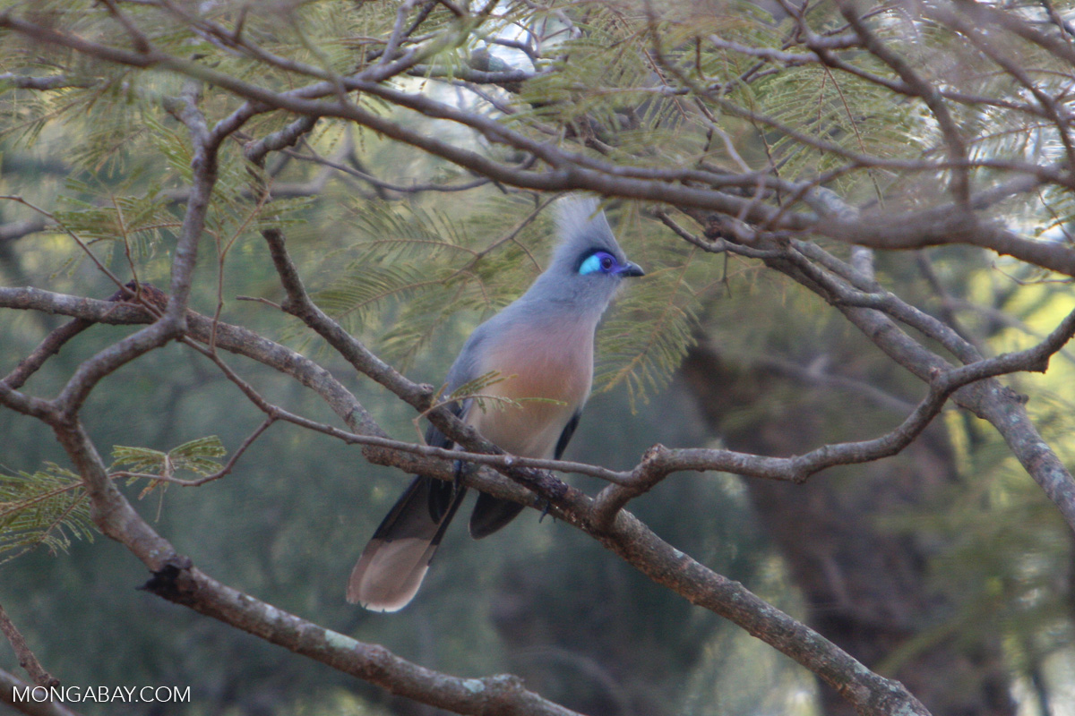 Crested Coua (Coua cristata) [mcar_0102]