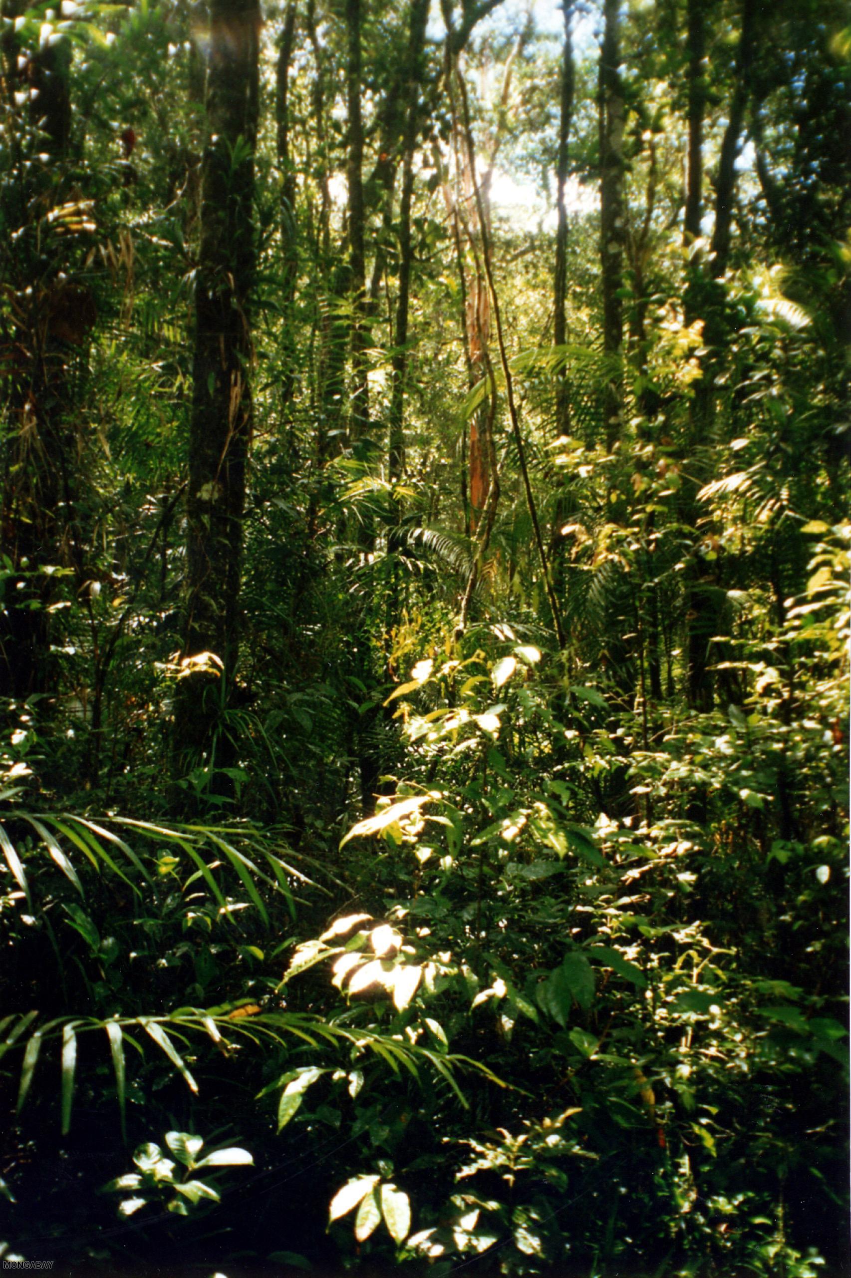 Kinabalu rainforest in Borneo