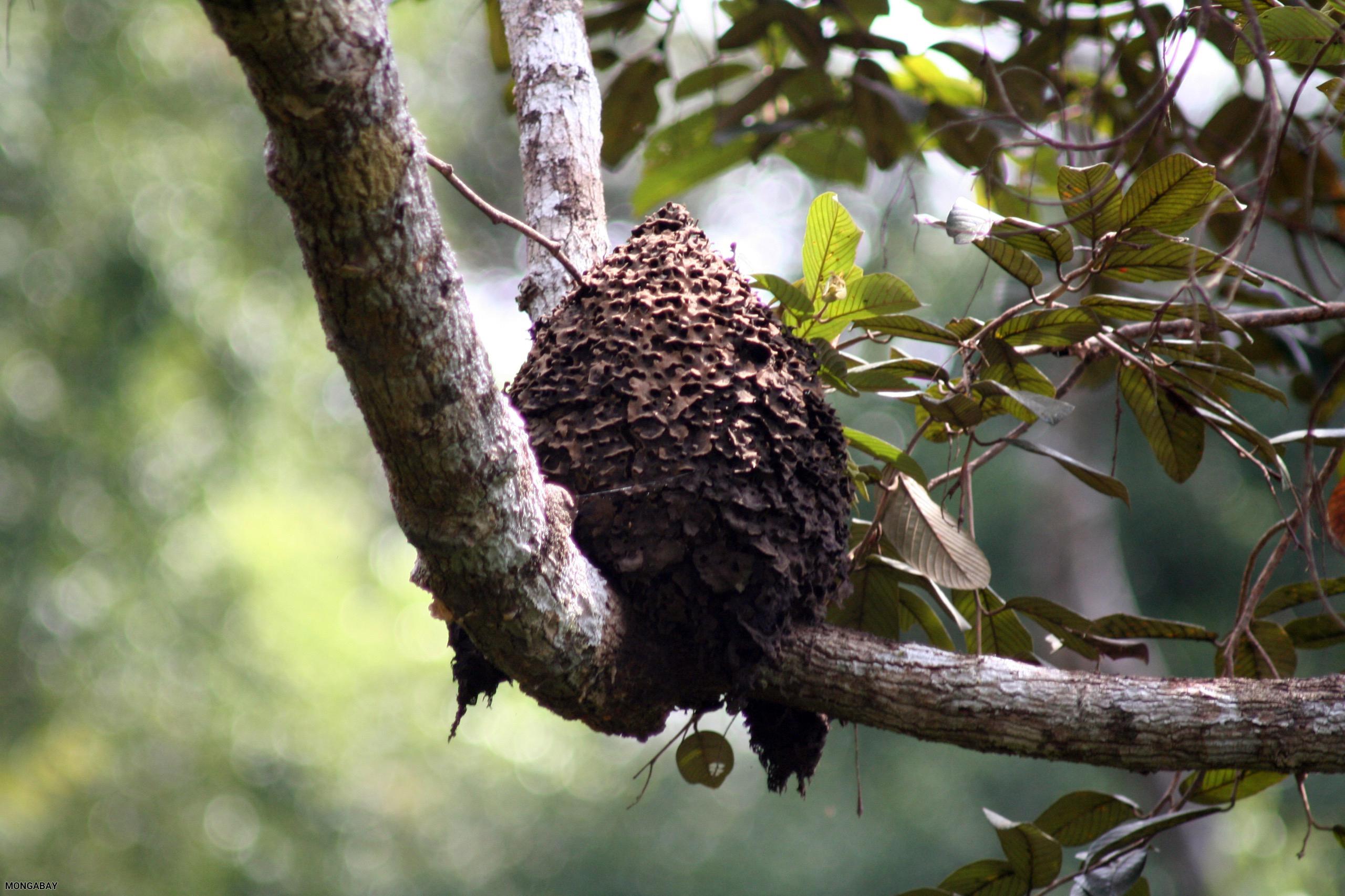 Bee hive in the rainforest canopy