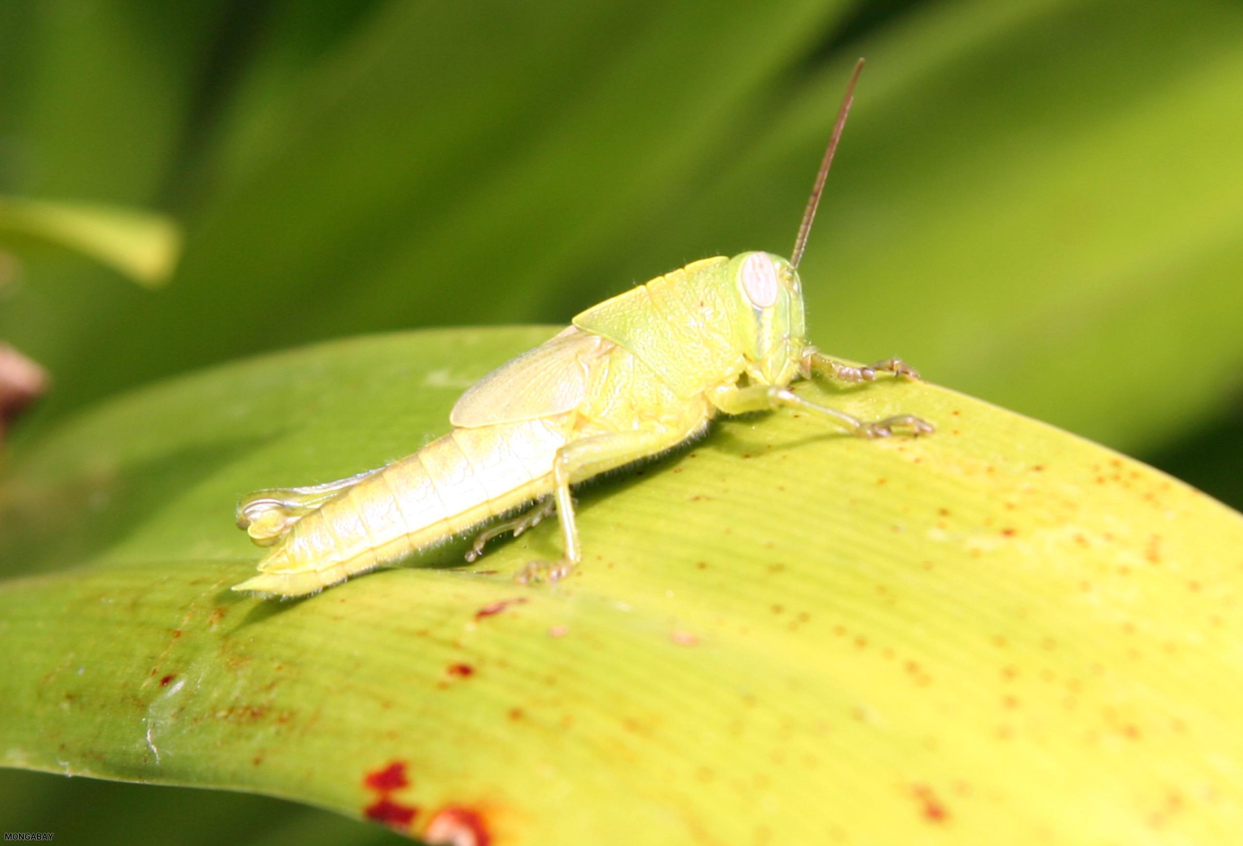 Light green grasshopper
