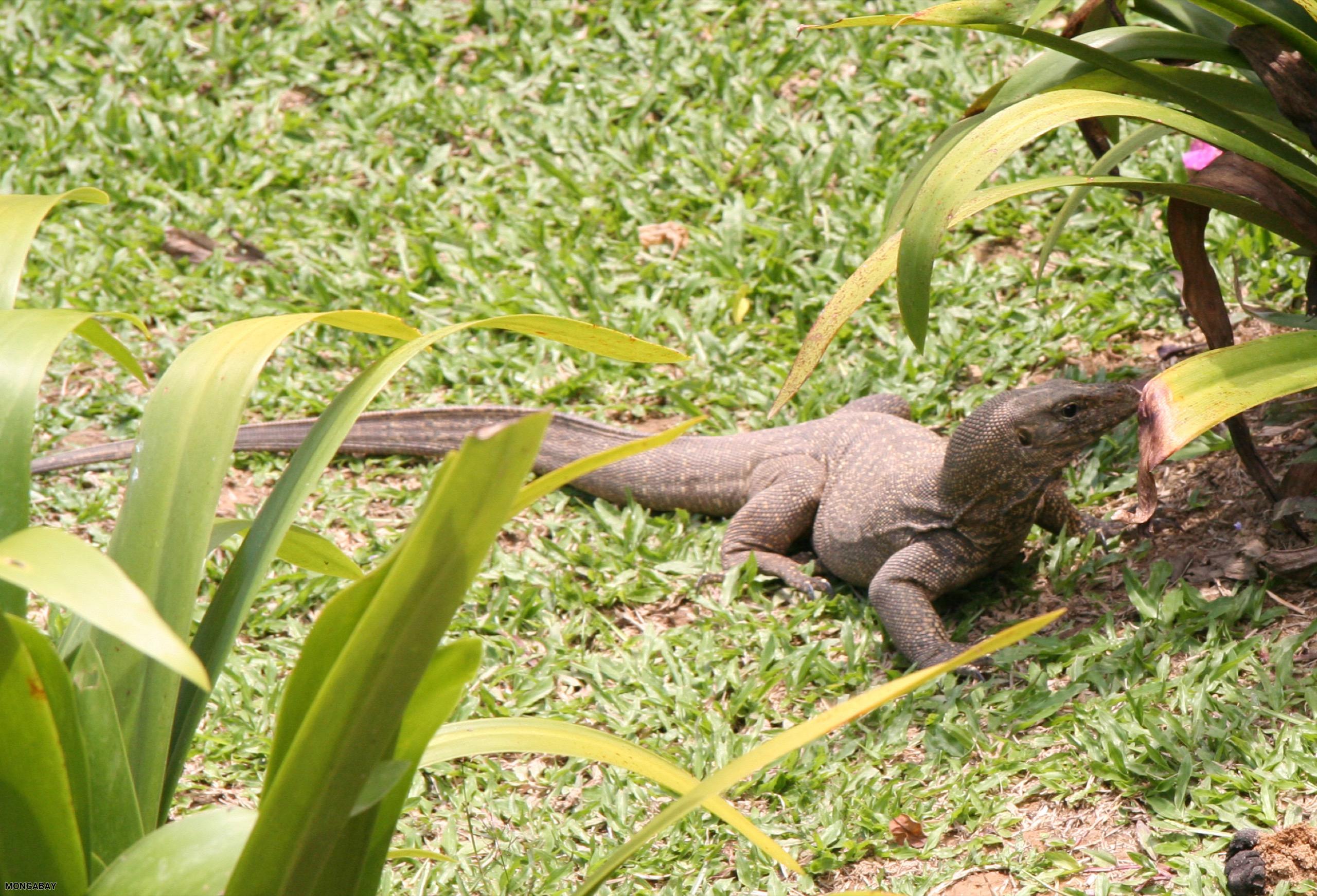Small water monitor lizard (Varanus salvator)