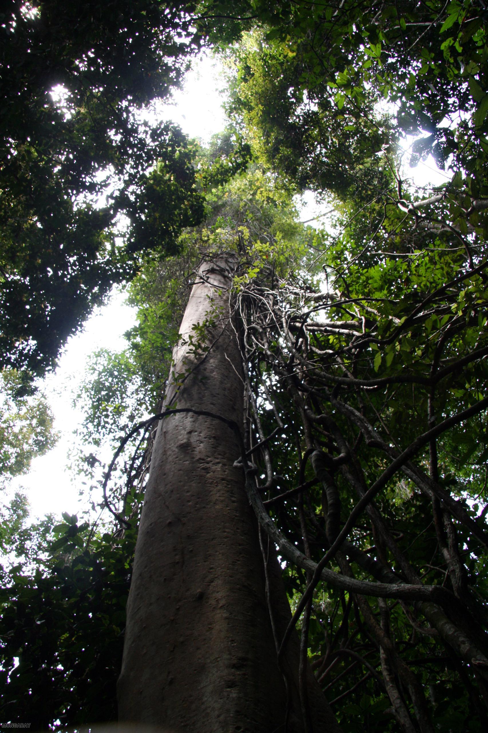 Giant canopy tree