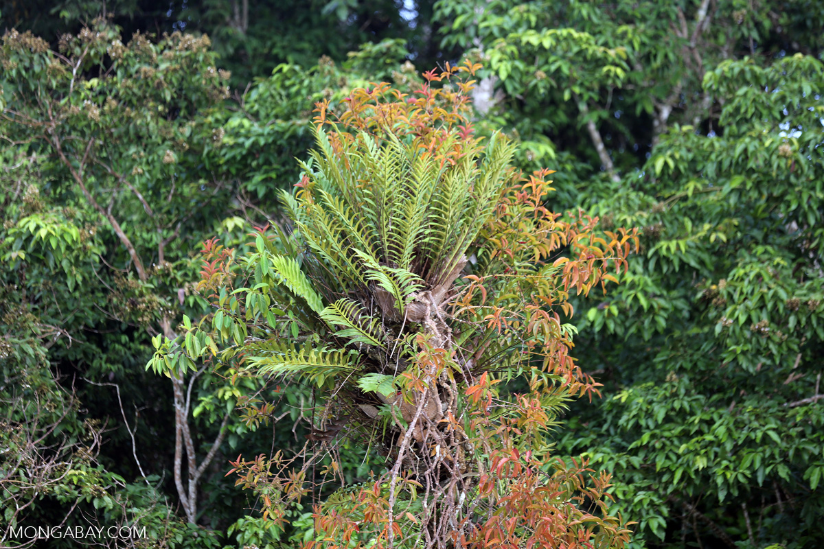 Borneo flora -- sabah_3115