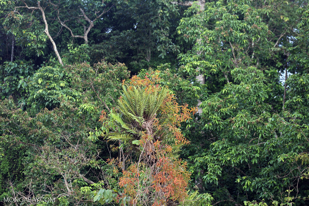 Borneo flora -- sabah_3117