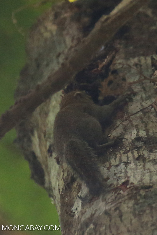 Borneo rainforest squirrel -- sabah_3422