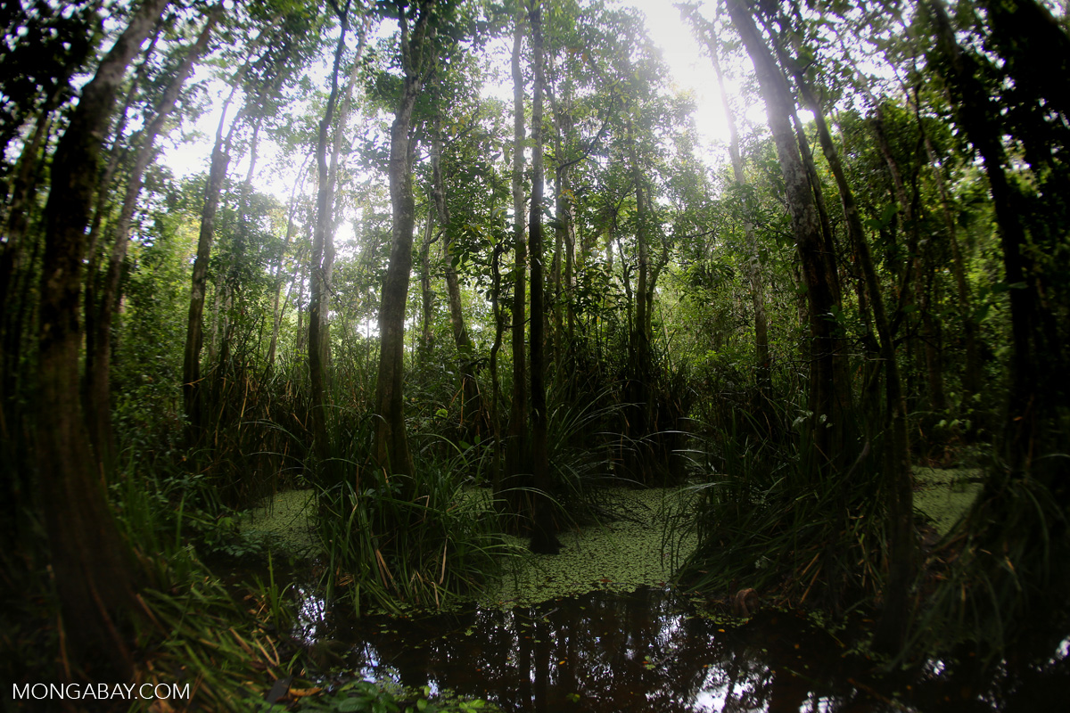 Peat swamp -- sabah_3751