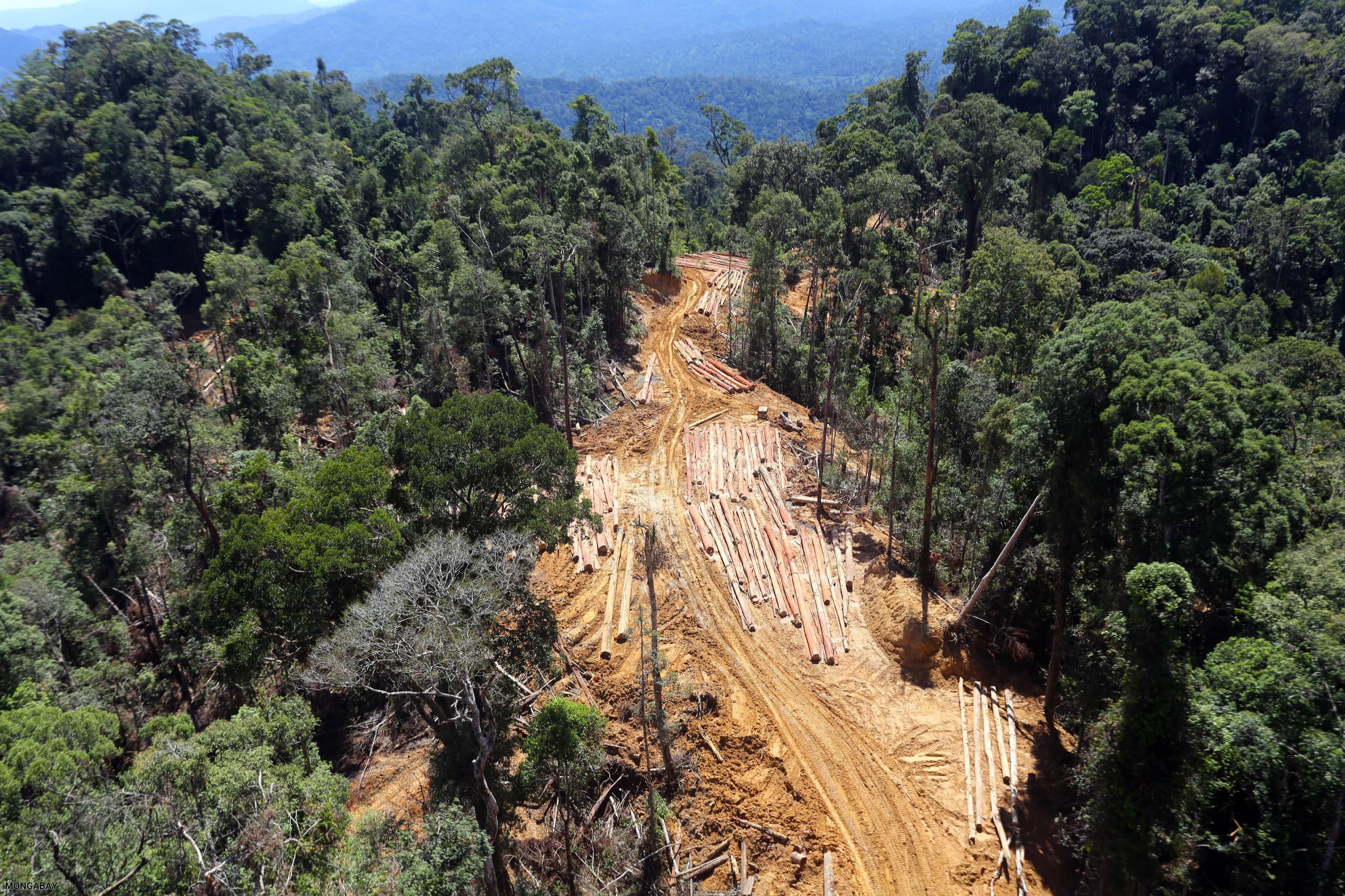 Industrial Logging In Malaysian Borneo