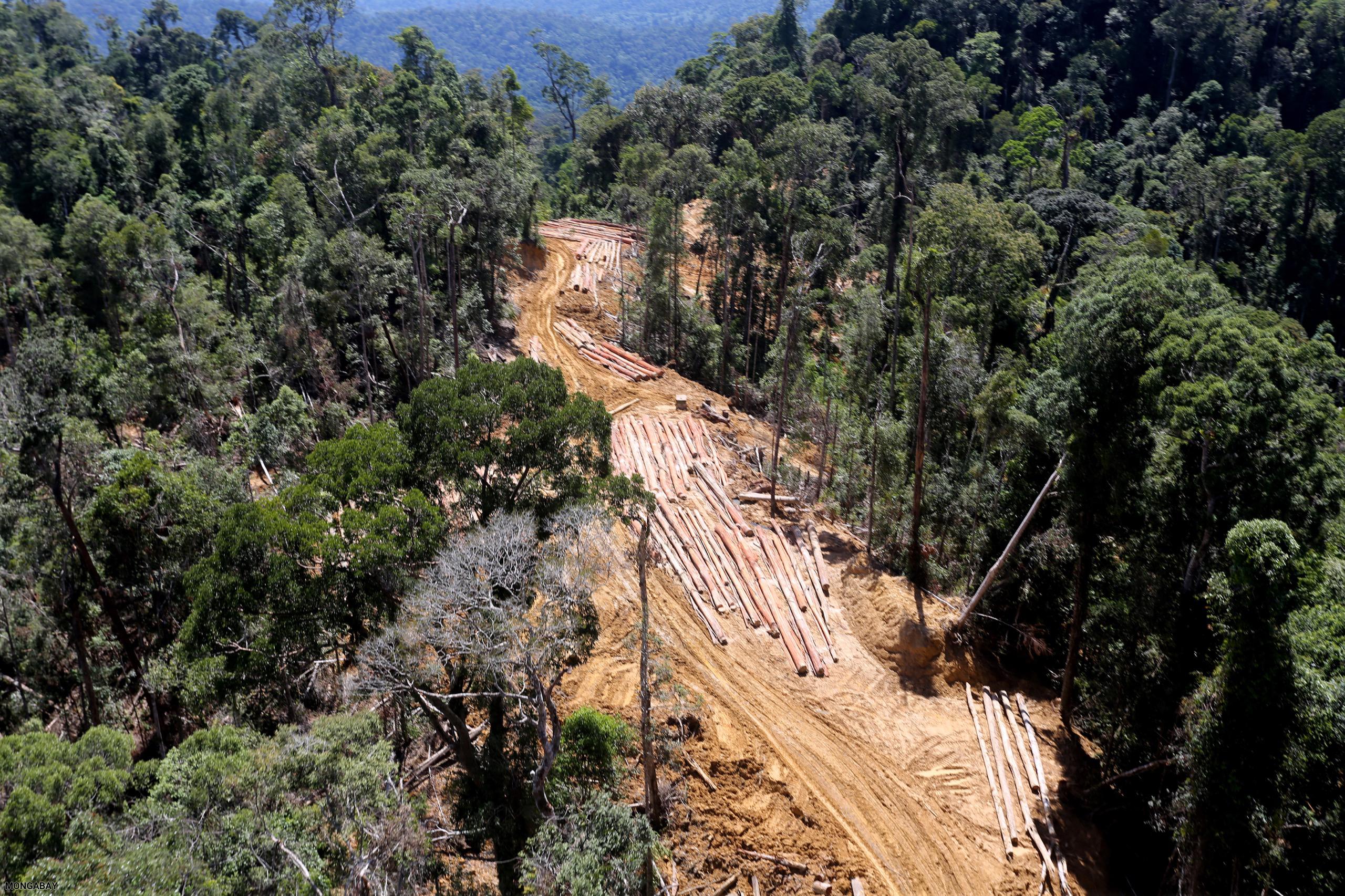 What Is Logging 