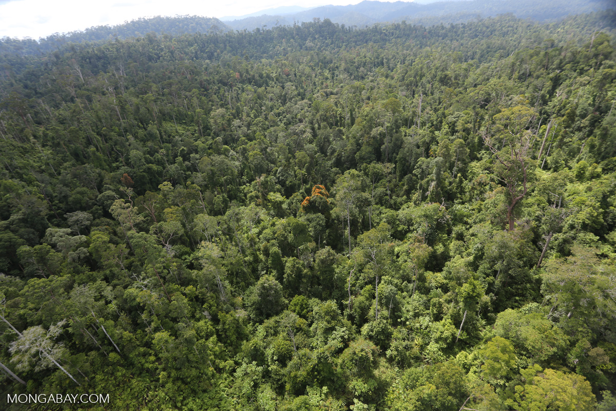 Orange flowering tree amid the rainforest in Borneo -- sabah_aerial_2346