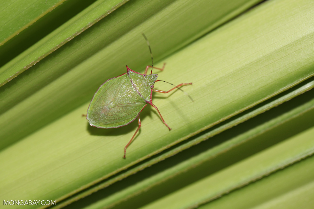 Green shield bug