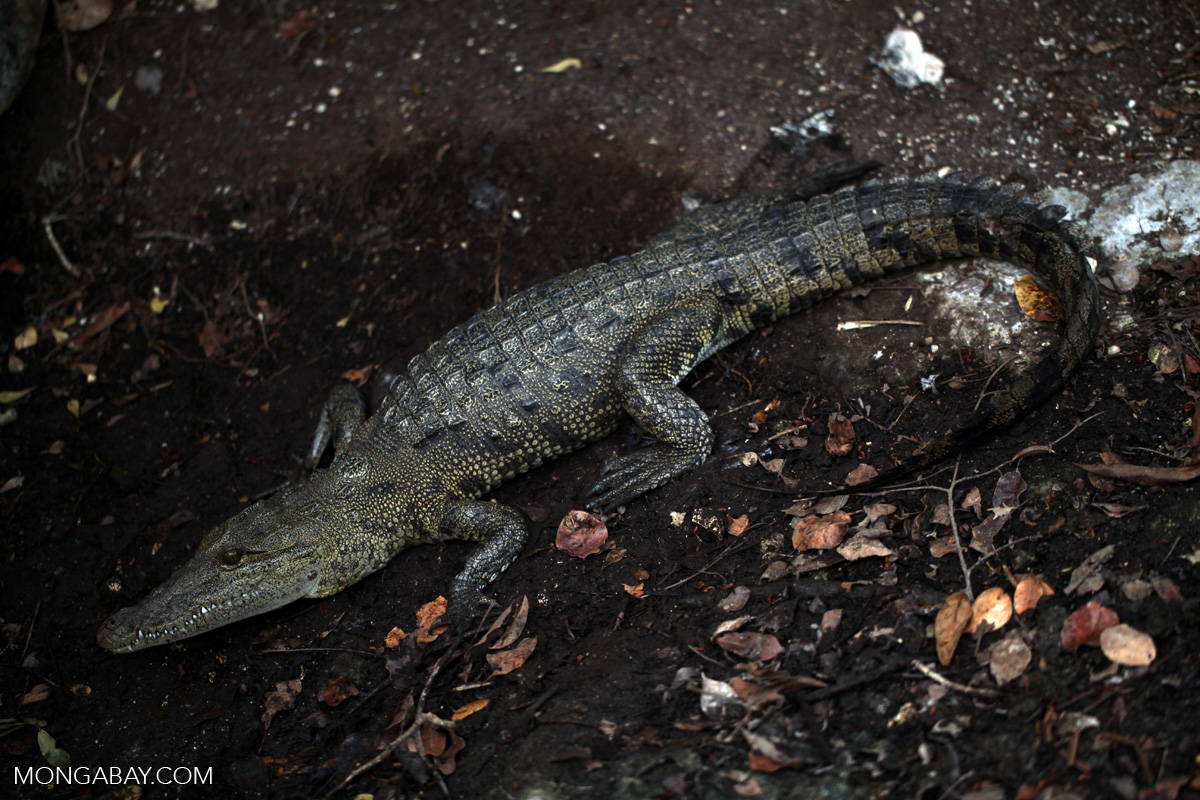 Morlet's crocodile