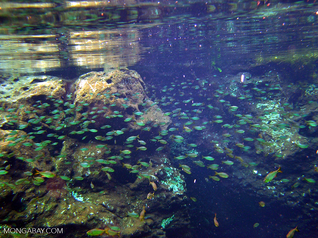 Aquatic biotope for cenotes in the Yucatan; Mexico.