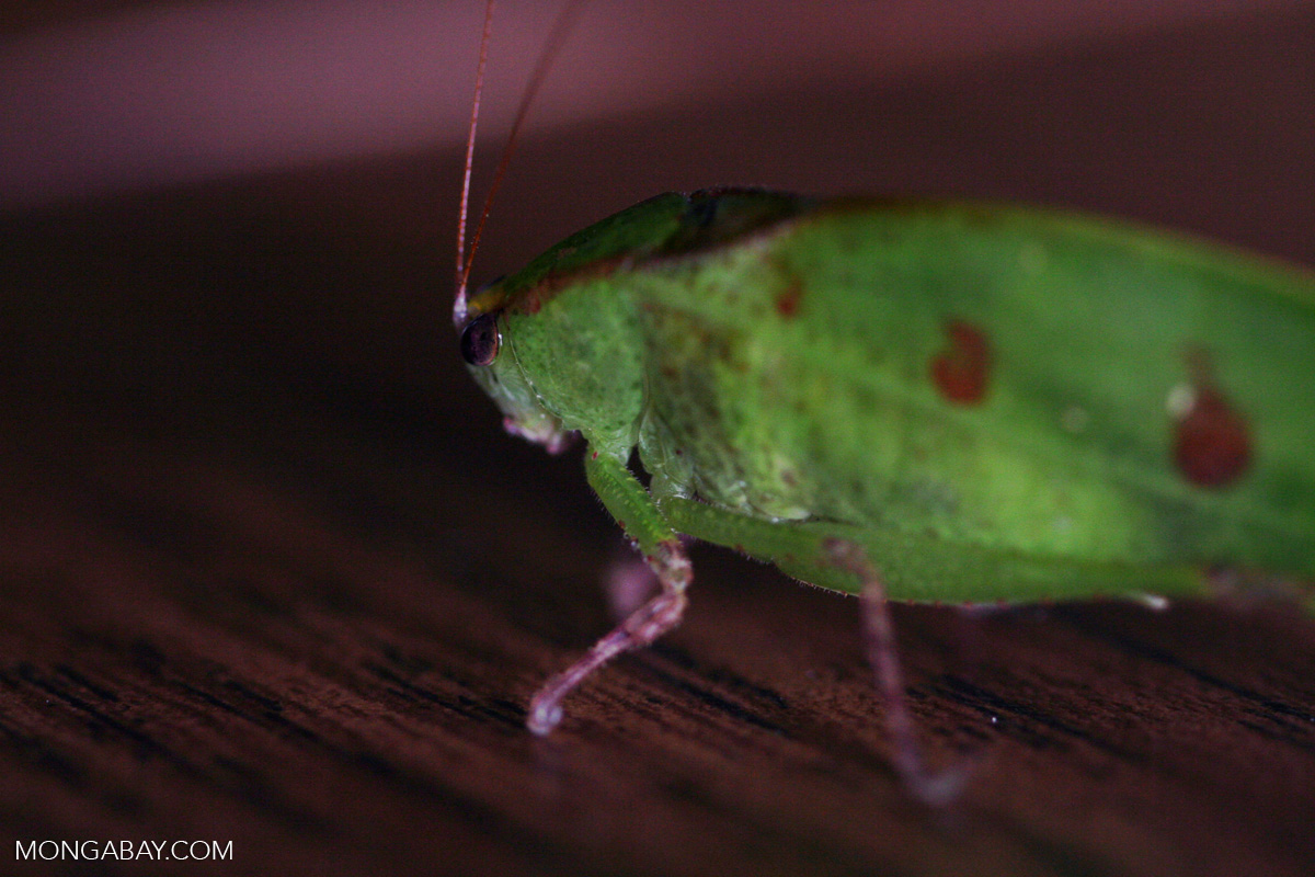Bright green katydid