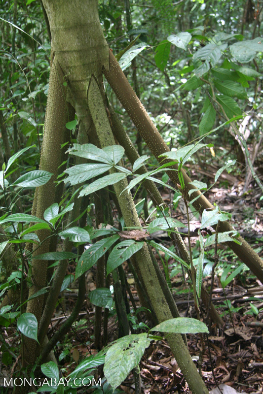 Stilt roots of a walking plam