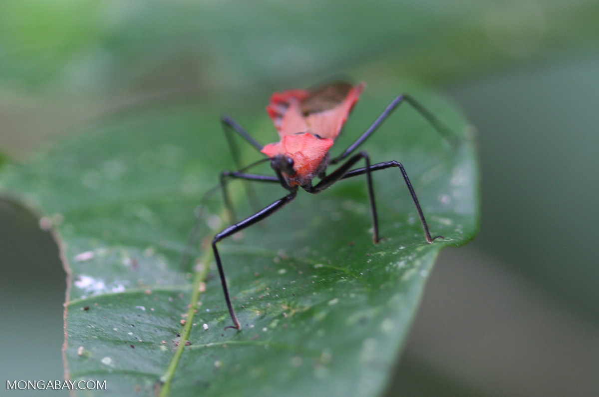 Red insect with black legs
