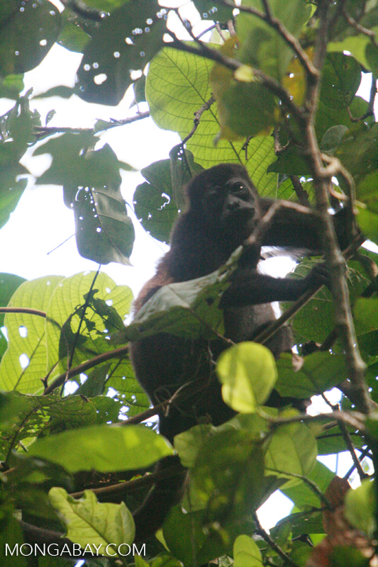 Alouatta palliata howler monkey in Barro Colorado Island