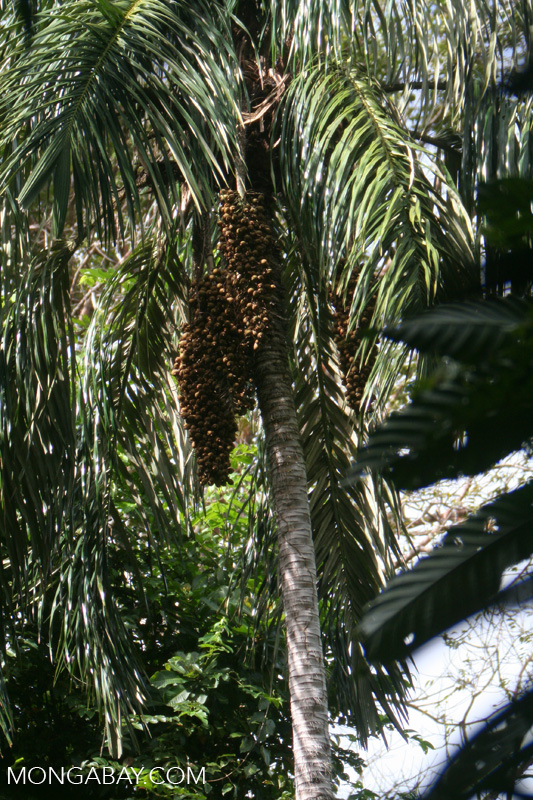 Black oil palm tree (local name: Chunga) (Astrocaryum standleyanum)