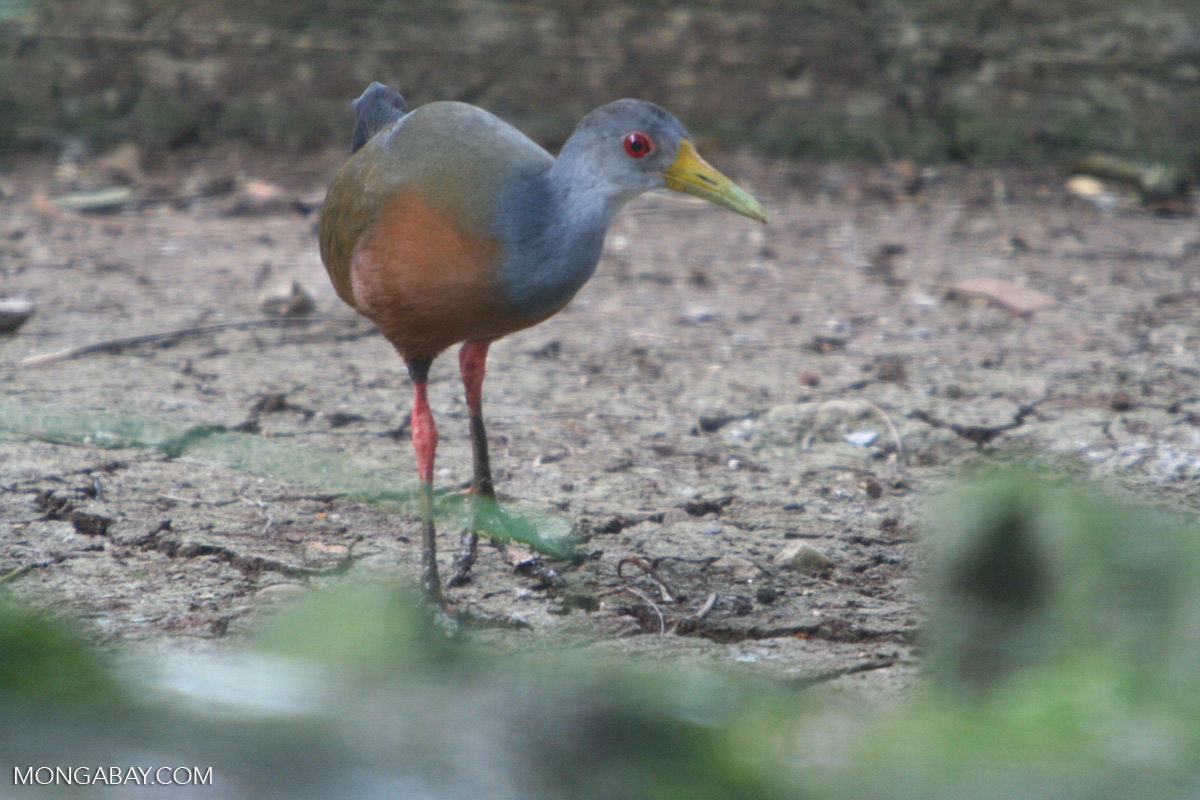 Gray necked wood rail (Aramides cajanea)