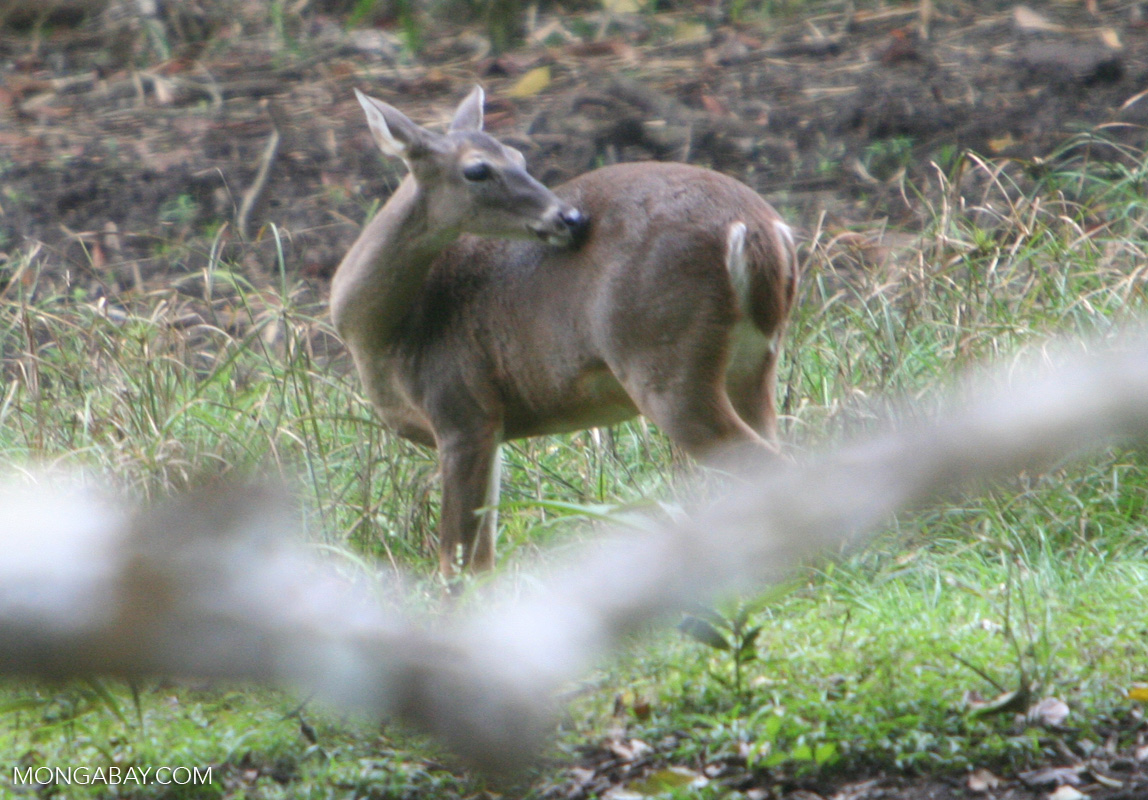 Deer in Panama