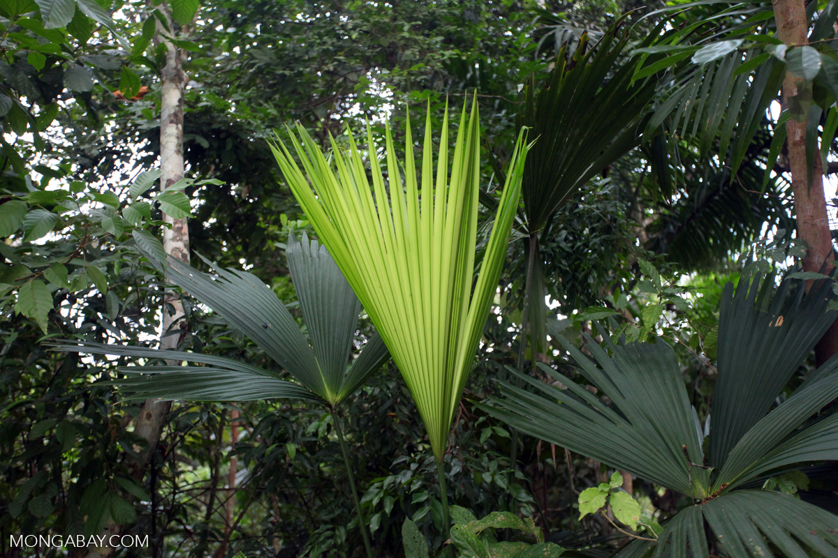 Panama Palm Tree Trees