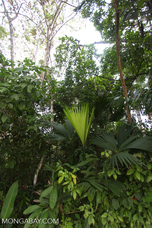 Panama Palm Tree Trees