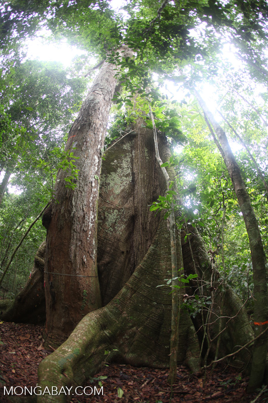 Ceiba Tree Buttress Roots