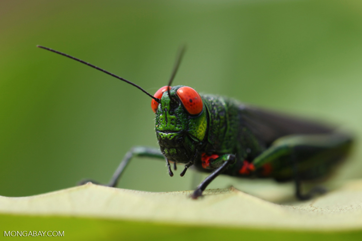 Locust with bright orange eyes [panama_0620]