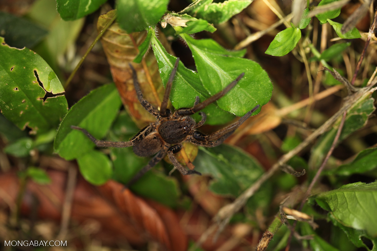 Spider [panama_0741]