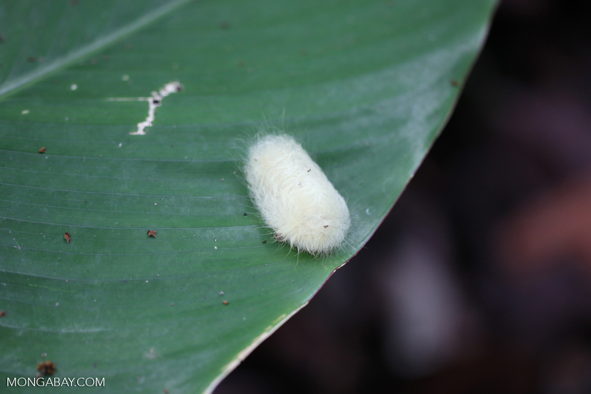 Electric mouse caterpillar (Megalopygidae - crinkled flannel moth larva)