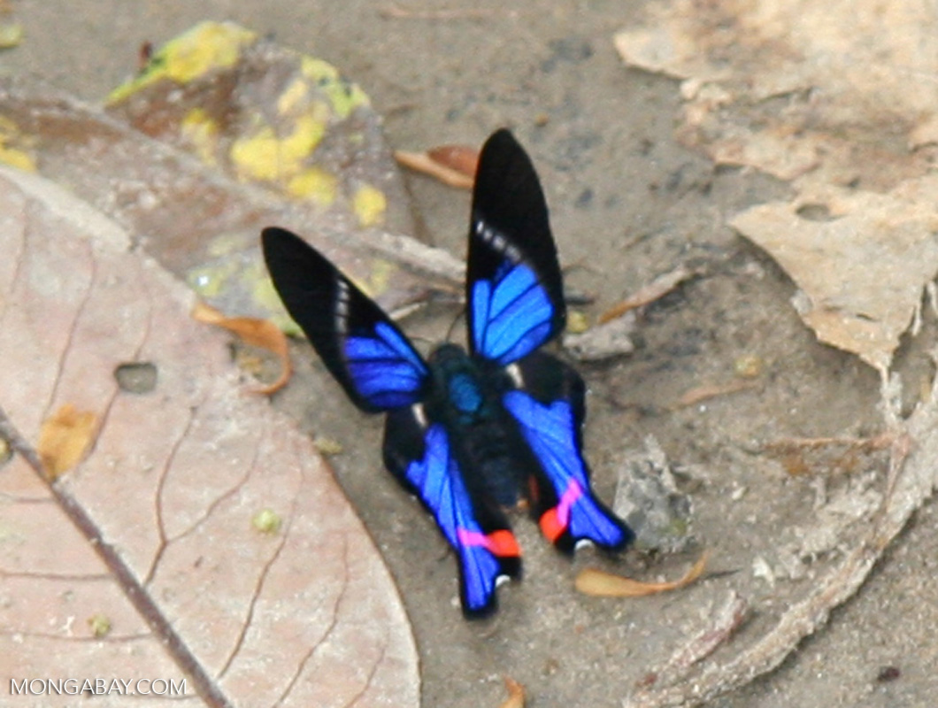 Rhetus periander butterfly [manu-Manu_1023_2322a]