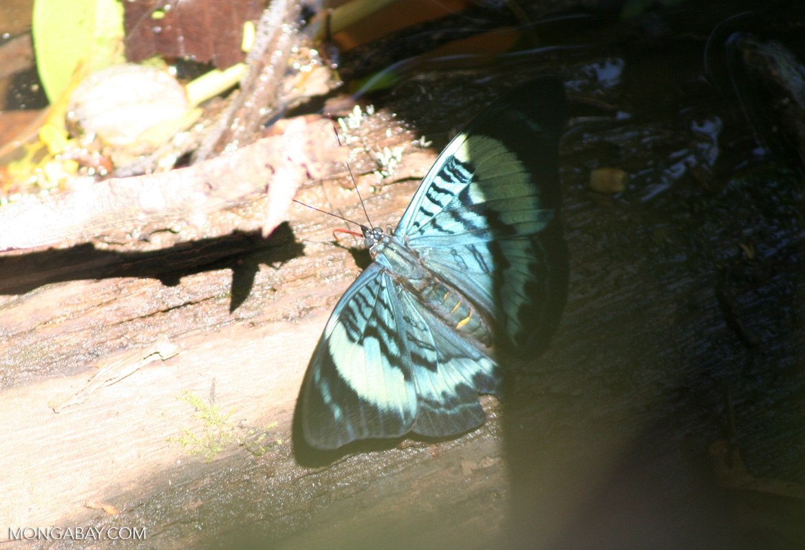 Panacea prola butterfly; wings open [manu-Manu_1023_2394a]