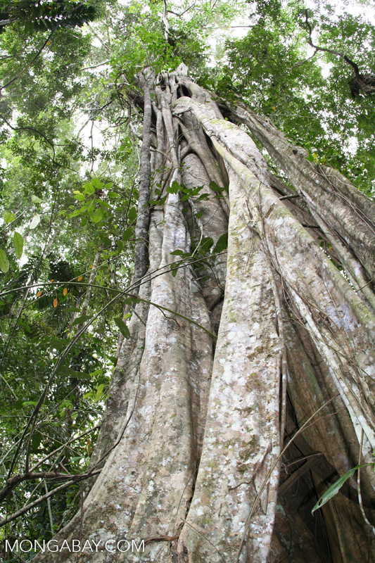 Strangler fig tree; view from forest floor to canopy