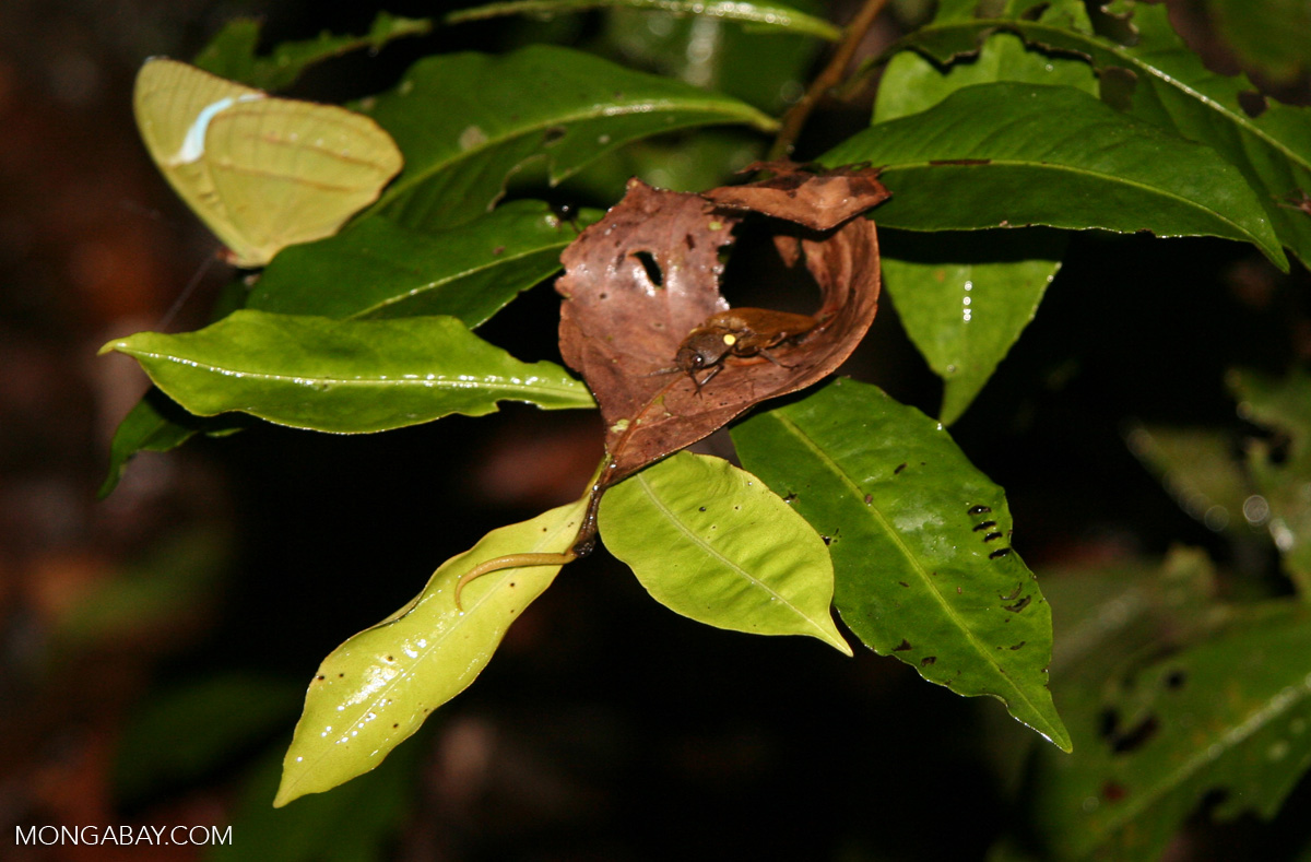 Click beetle with glow lights
