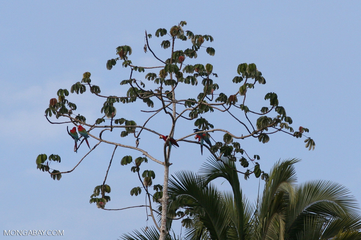 Red-and-green macaws [manu-Manu_1024_2634]
