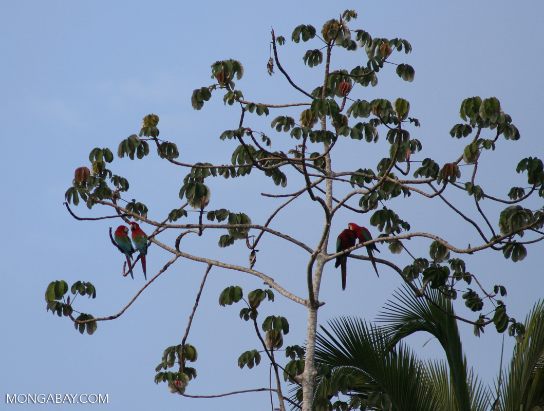 Red-and-green macaws [manu-Manu_1024_2640]