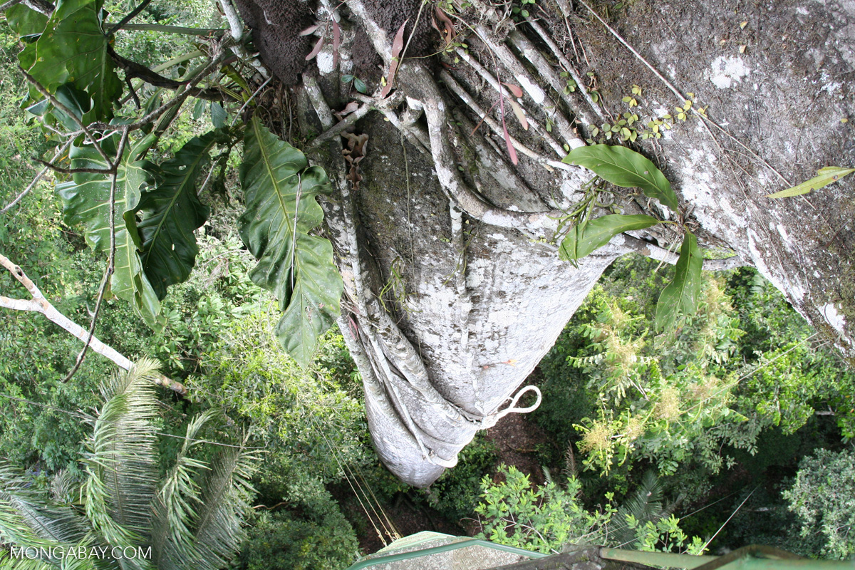 Philodendron epiphyte in Kapok tree