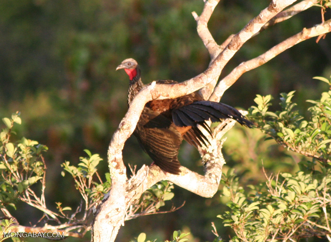 Spix's Guan; Penelope jacquacu; in Cecropia tree