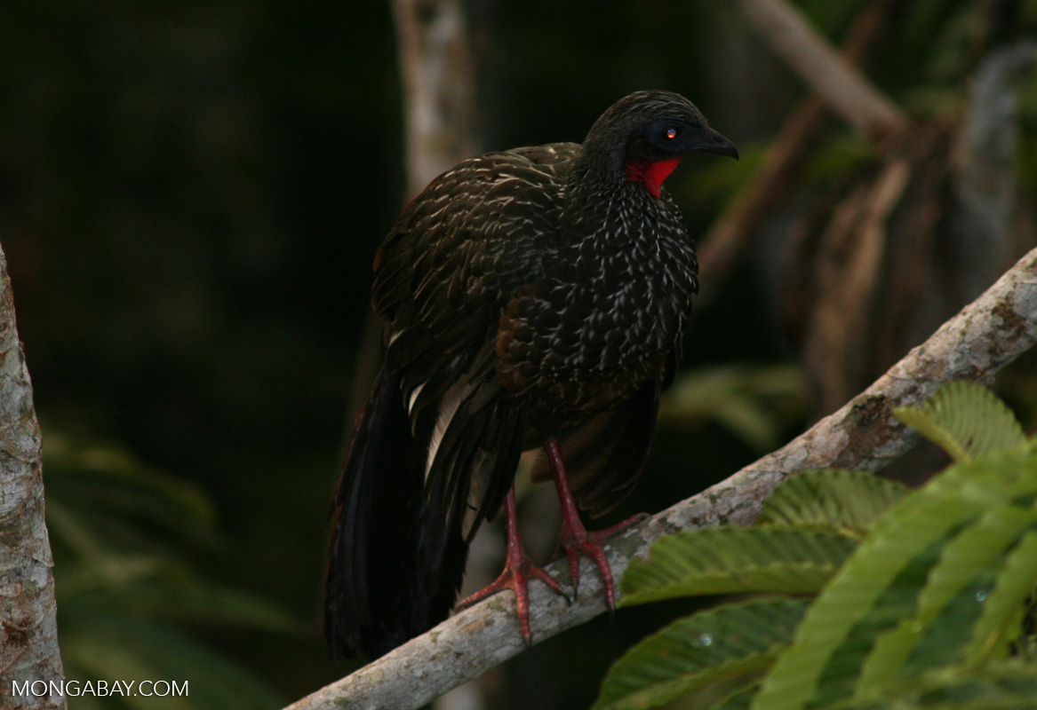 Spix's Guan; Penelope jacquacu