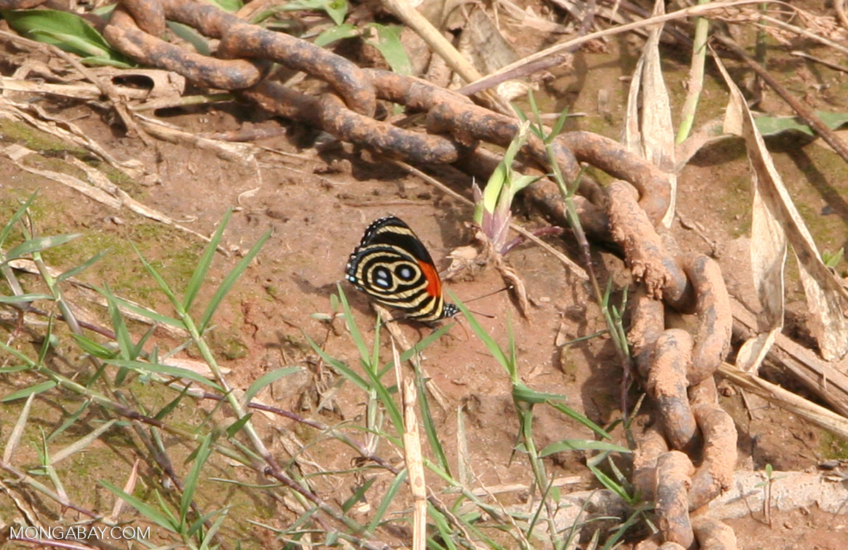 Callicore cynosura butterfly feeding on minerals from a muddy river bank