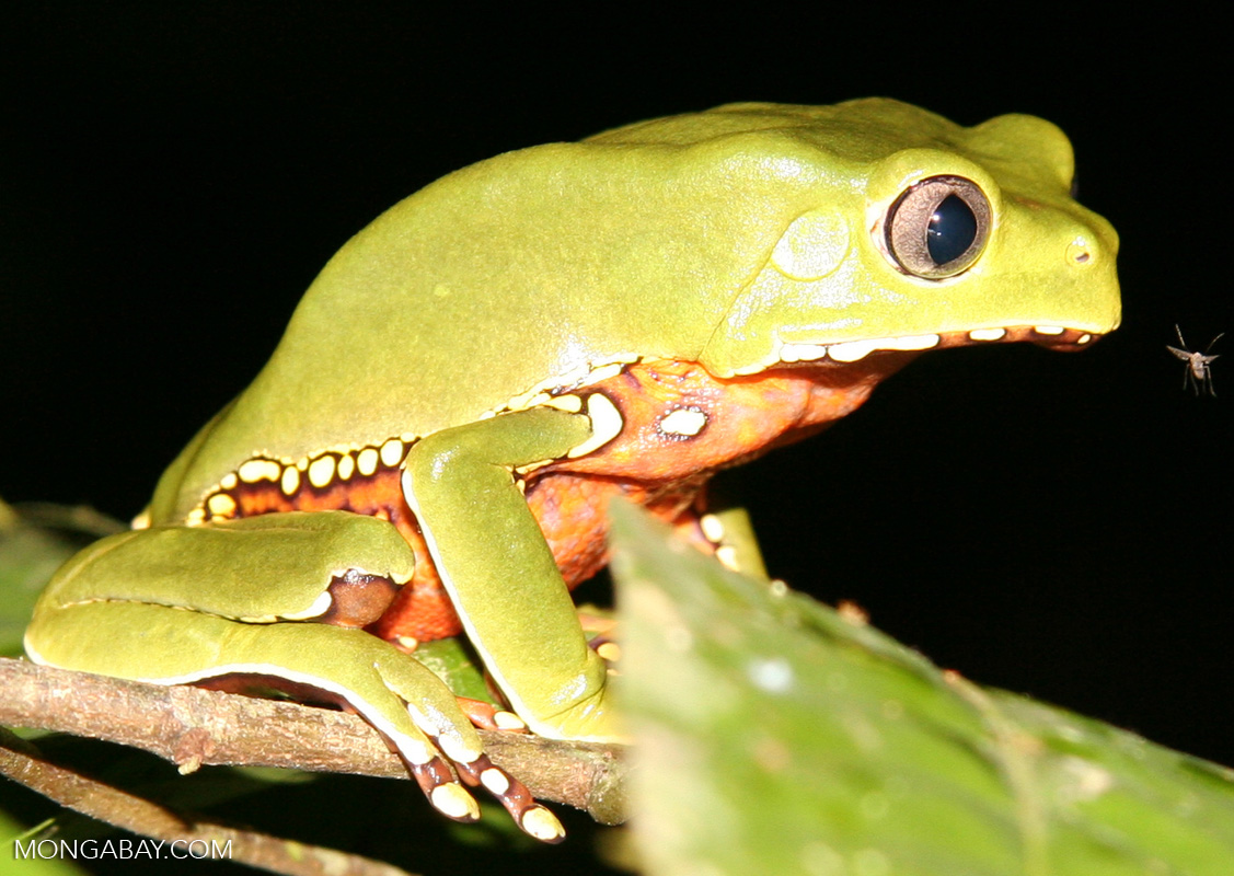 Monkey frog (Phyllomedusa bicolor) [tambopata-Tambopata_1026_3773a]