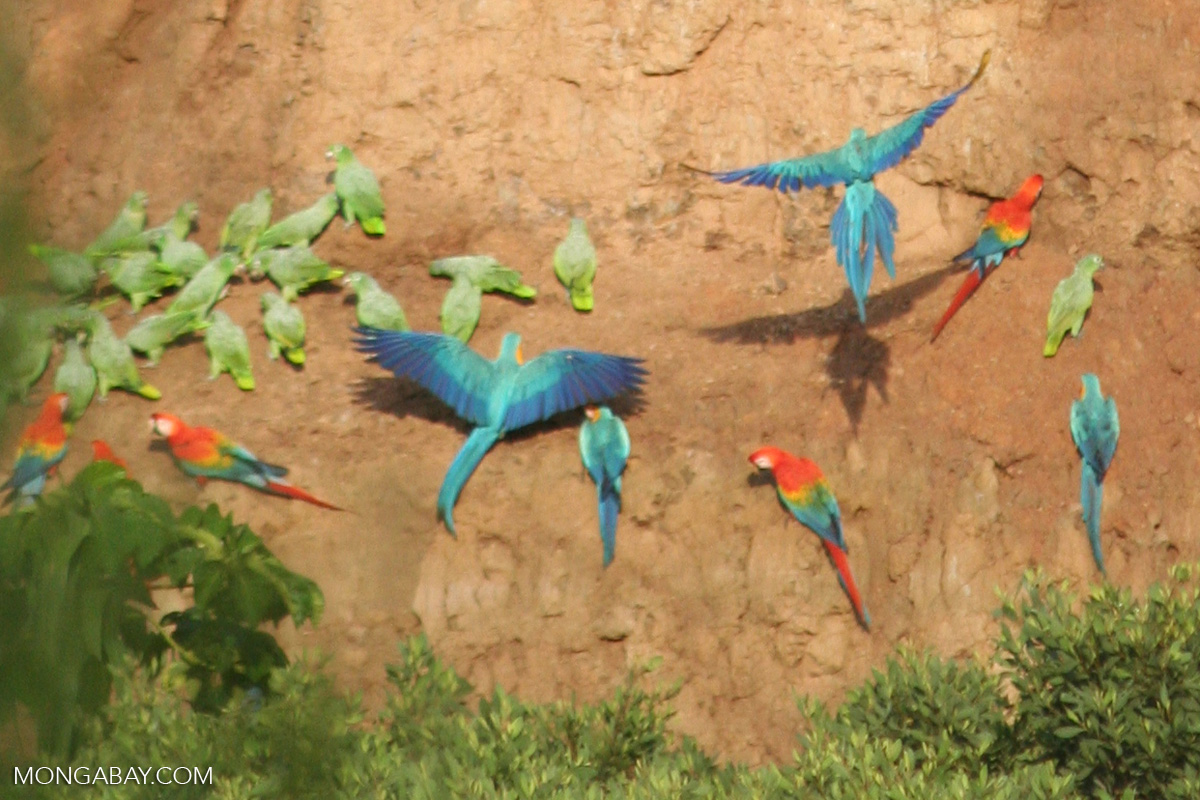 Blue-and-yellow macaws (Ara ararauna); Yellow-crowned parrots (Amazona ...