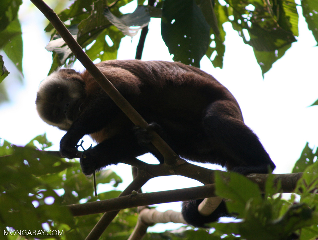 Brown capuchin monkey (Cebus apella) eating fruit [tambopata-Tambopata ...
