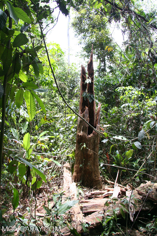 Tree stump in rainforest