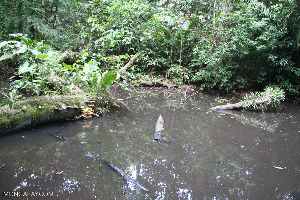 Rainforest pond biotope [tambopata-Tambopata_1028_4518]